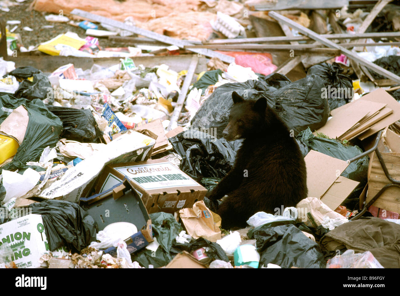 Black Bear (Ursus americanus) looking for Food in a Garbage Dump Stock ...