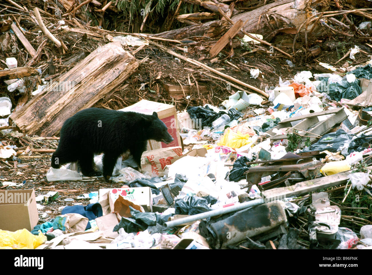 Black Bear (Ursus americanus) roaming for Food on a Garbage Dump Stock ...