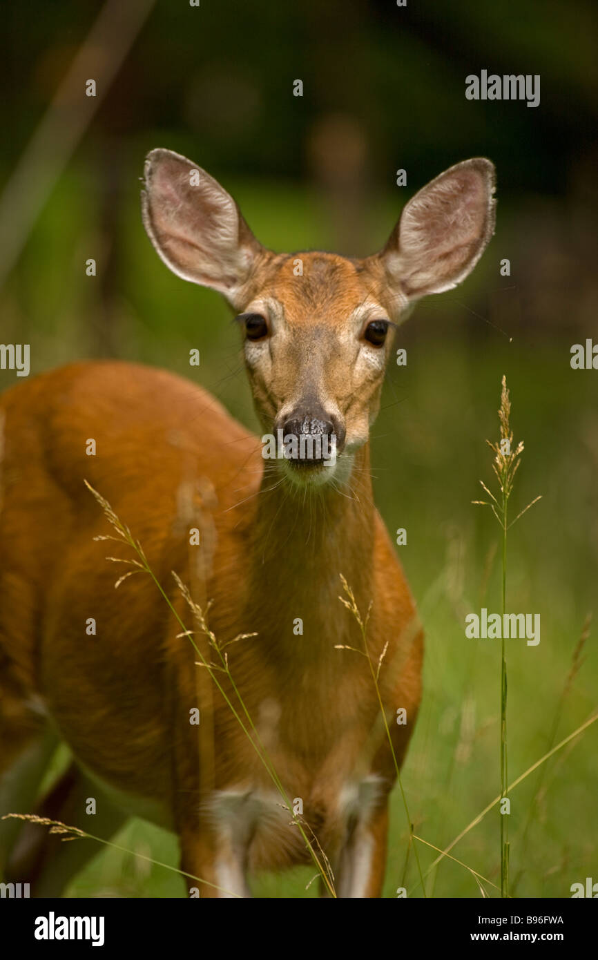 White-tailed Deer Portrait (Odocoileus virginianus) New York - Doe ...