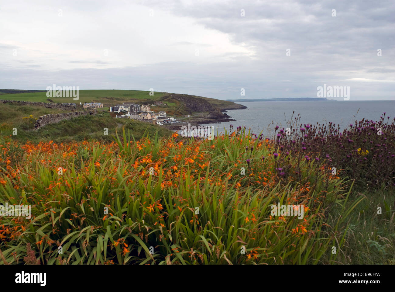Wildflowers on cliff path, with Port Patrick, Galloway in the ...