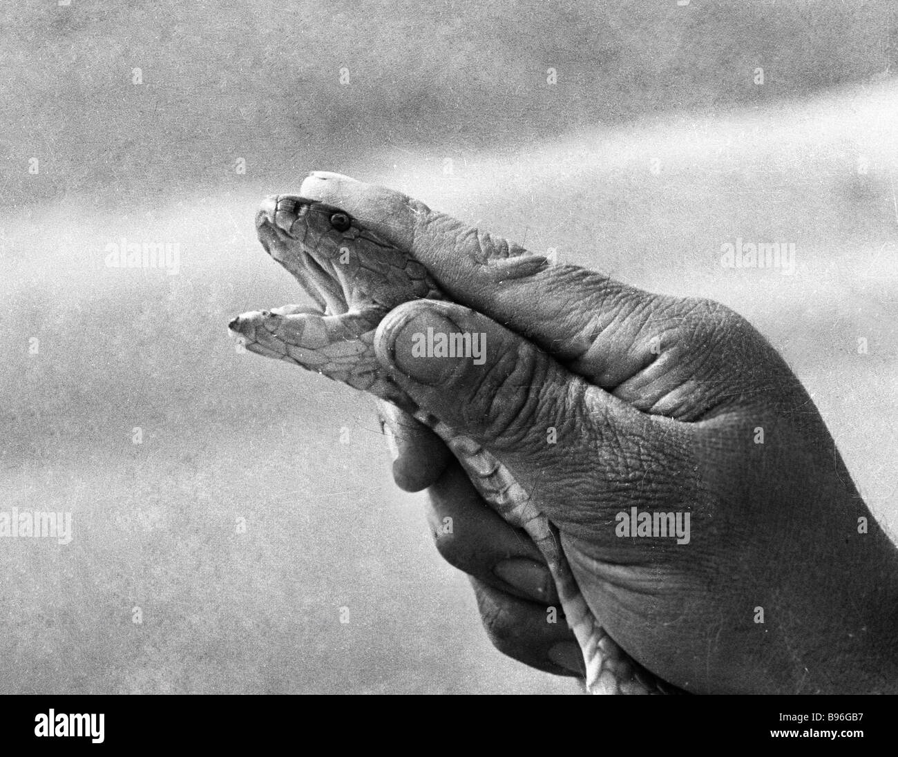 Snake catcher holds cobra Stock Photo - Alamy