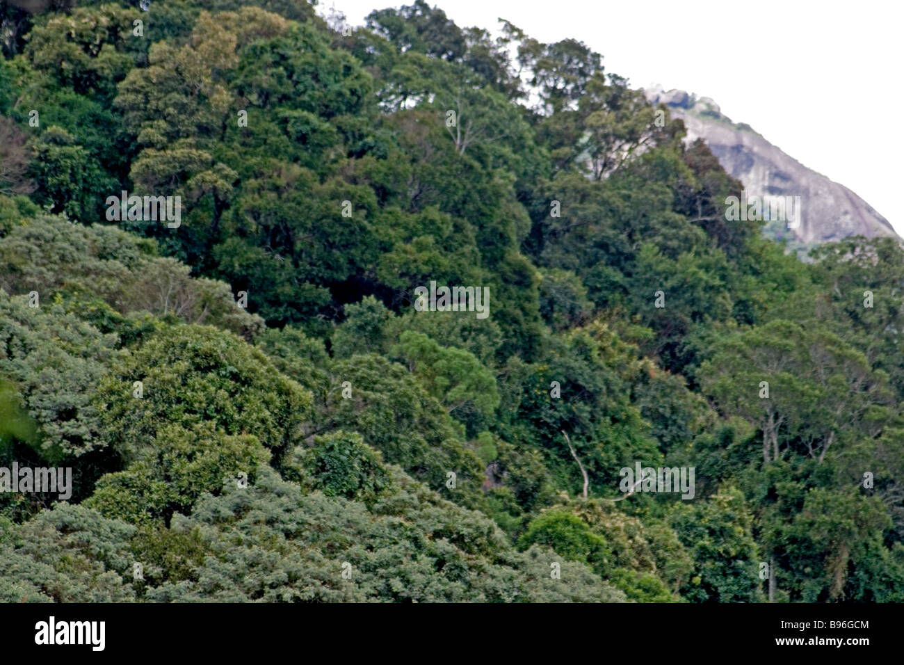 Atlantic forest landscape Stock Photo - Alamy