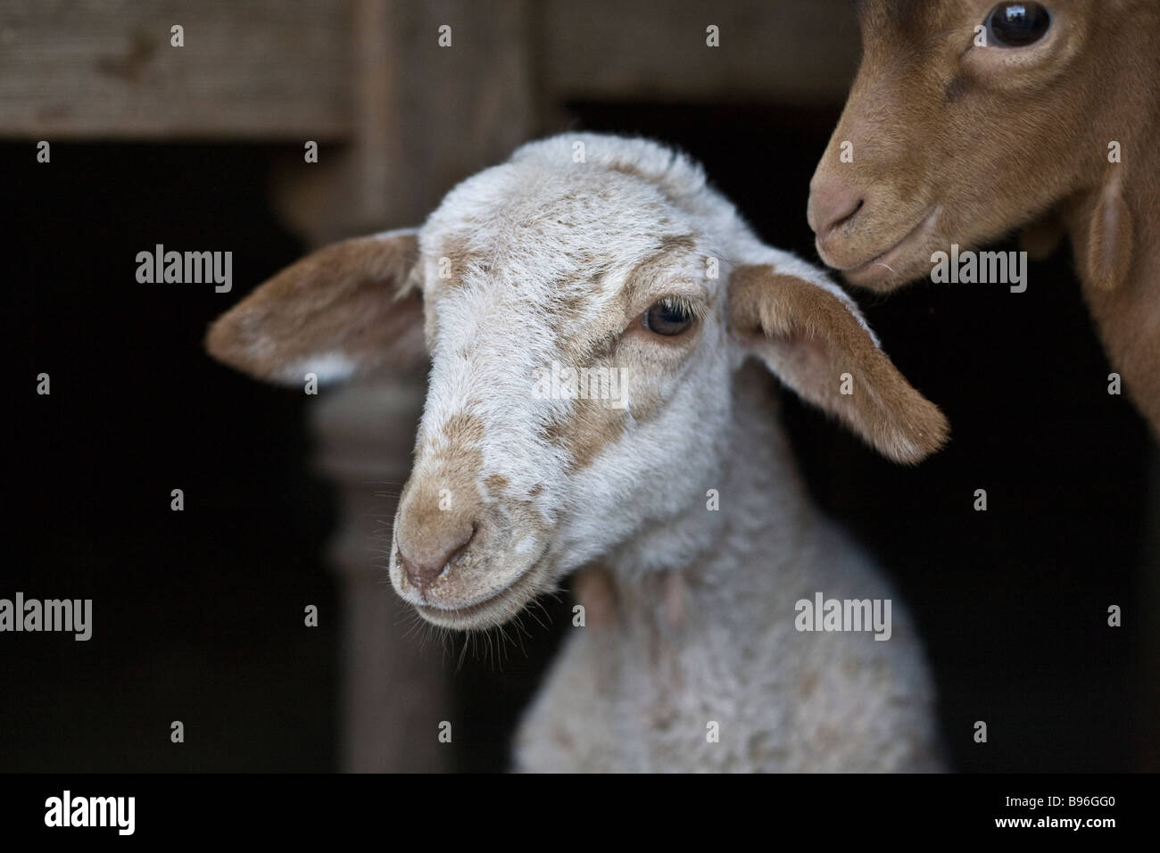 Close up of 2 young goats (or kids) looking out of the window of a barn ...