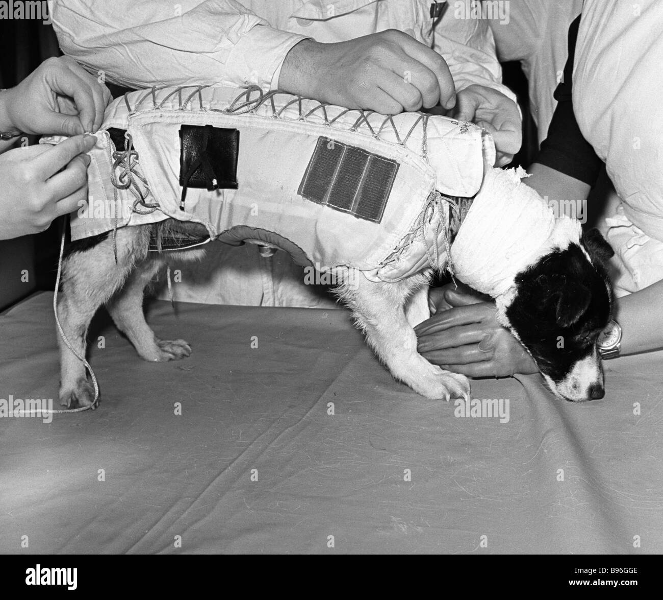 Dog cosmonaut named Veterok being helped to take off the spacesuit ...