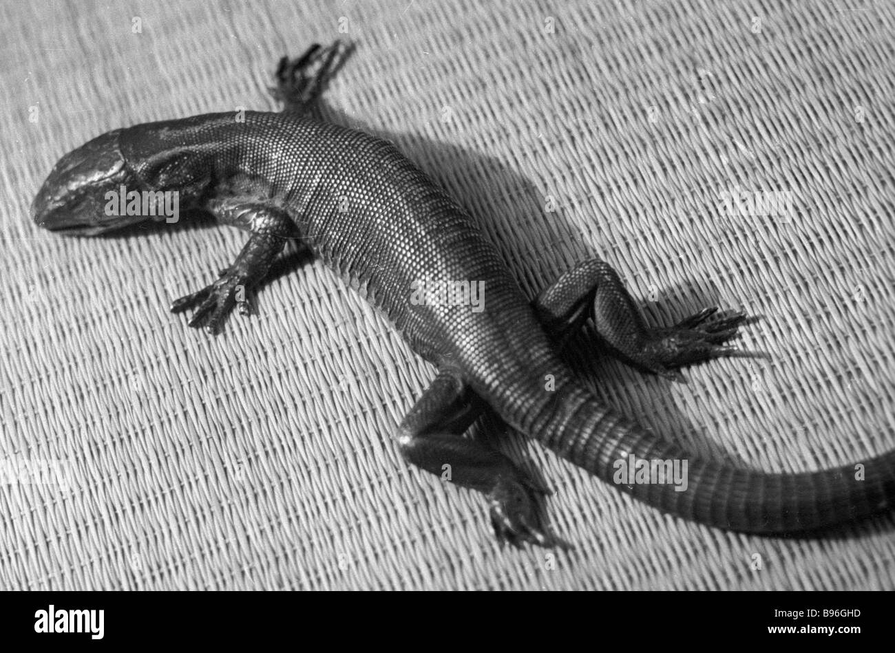 Bronze lizard figurine Russia 19th century From Muscovite Kalabushkin s ...