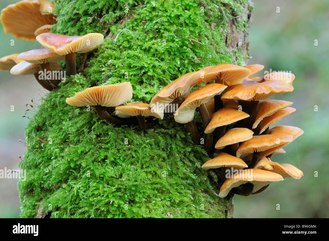 Velvet Shank fungi Flammulina velutipes On moss covered tree Stock ...