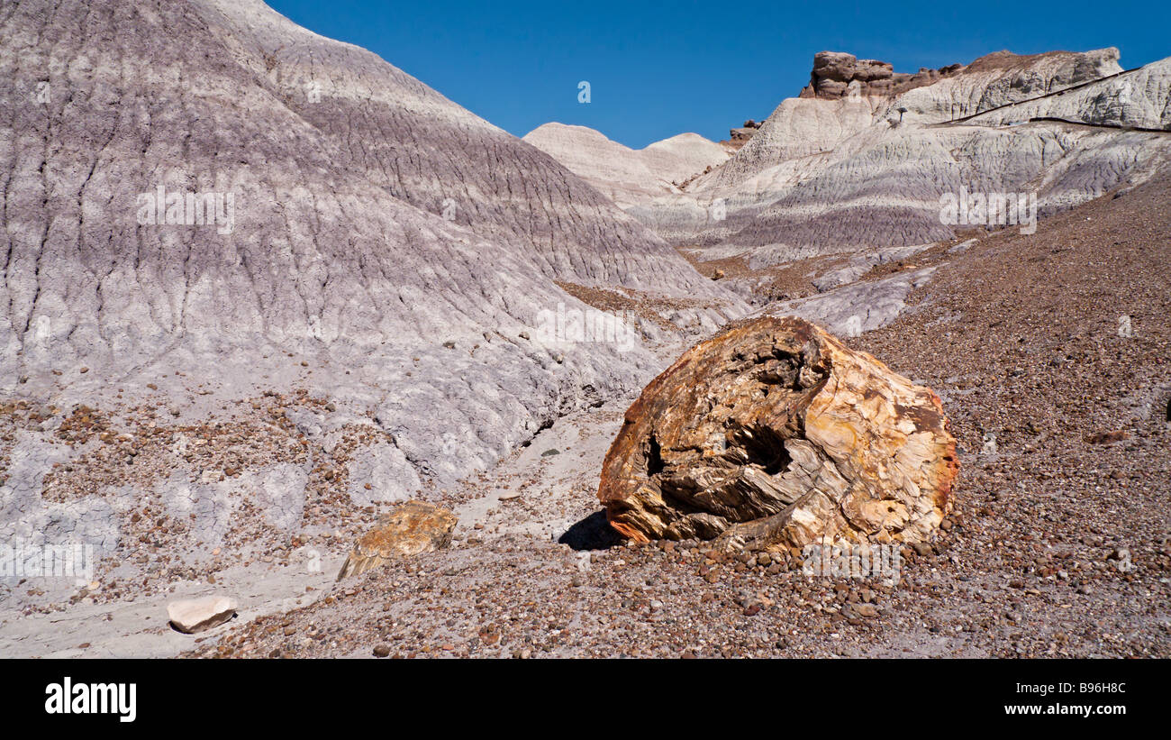 A piece of petrified wood along the colorful Blue Mesa trail in the ...