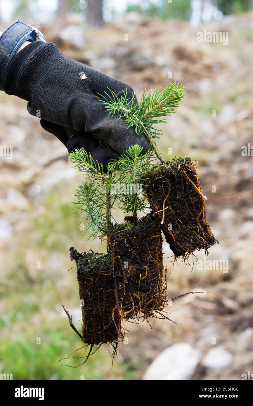 Forest tree planting sweden hi-res stock photography and images - Alamy