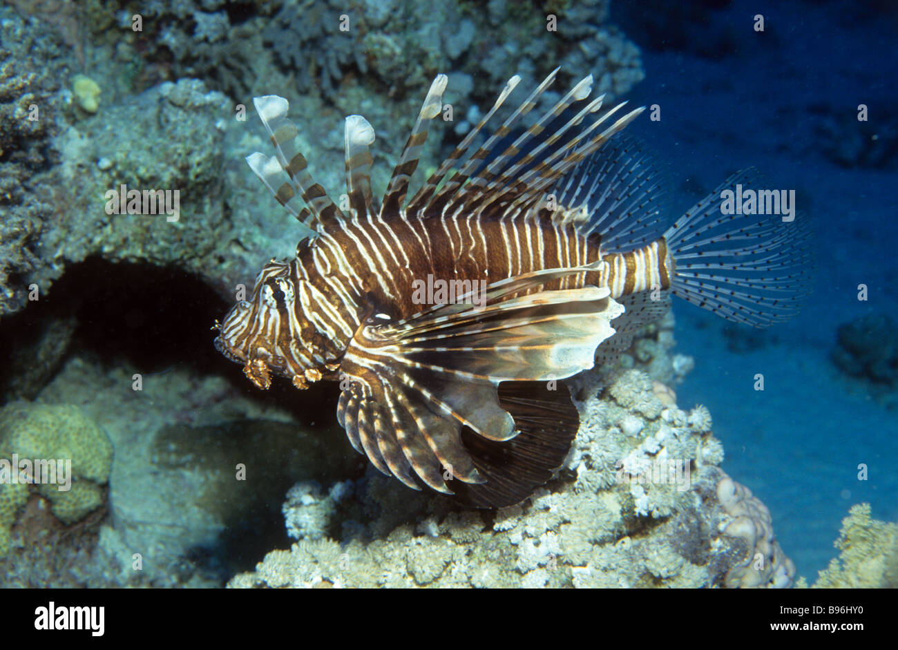 Red Sea Indian Ocean