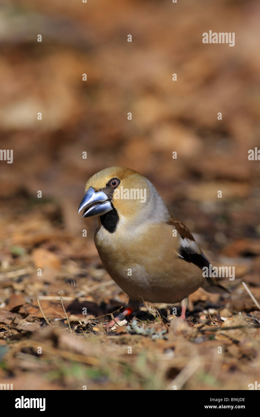 Female Hawfinch, Coccothraustes coccothraustes, UK Stock Photo - Alamy