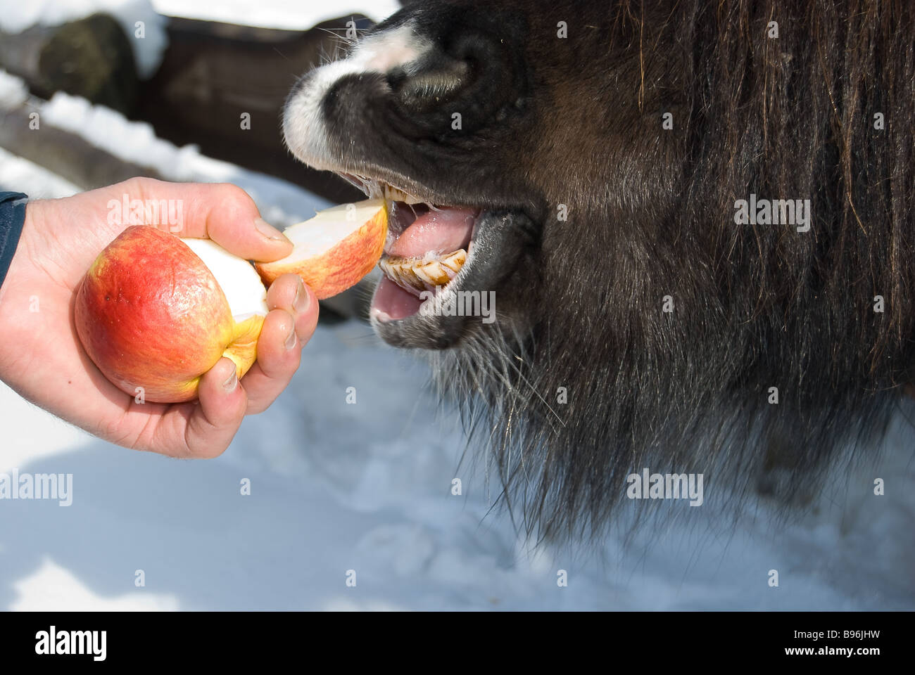 Man feeding donkey Stock Photo - Alamy