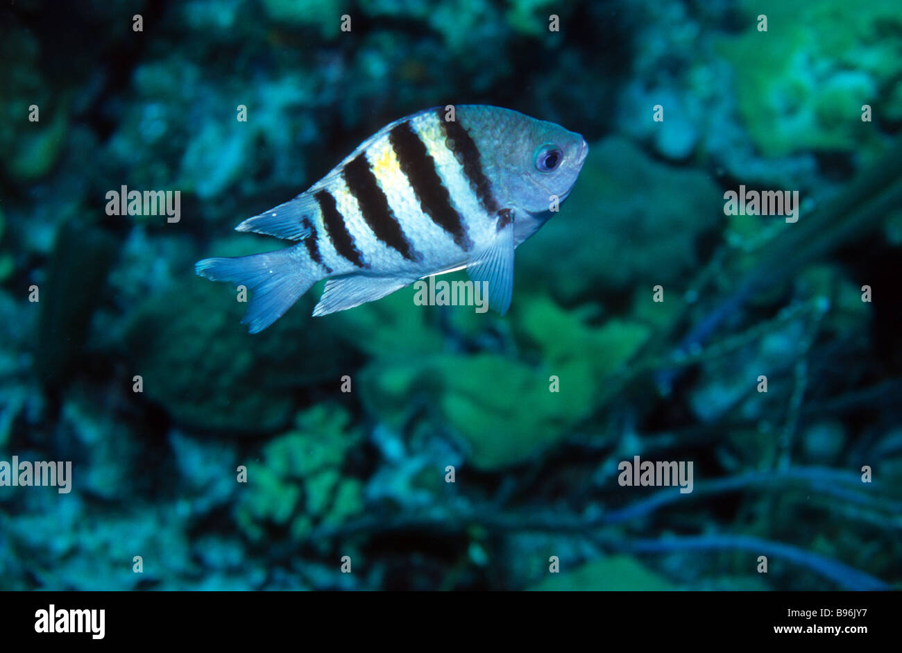 Sergeant major fish bonaire hi-res stock photography and images - Alamy