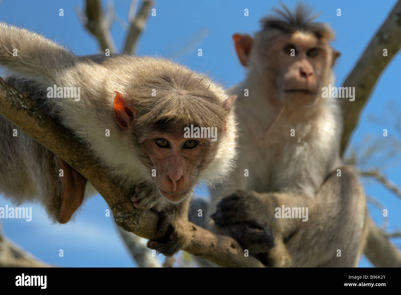 Tree pounce attack india hi-res stock photography and images - Alamy