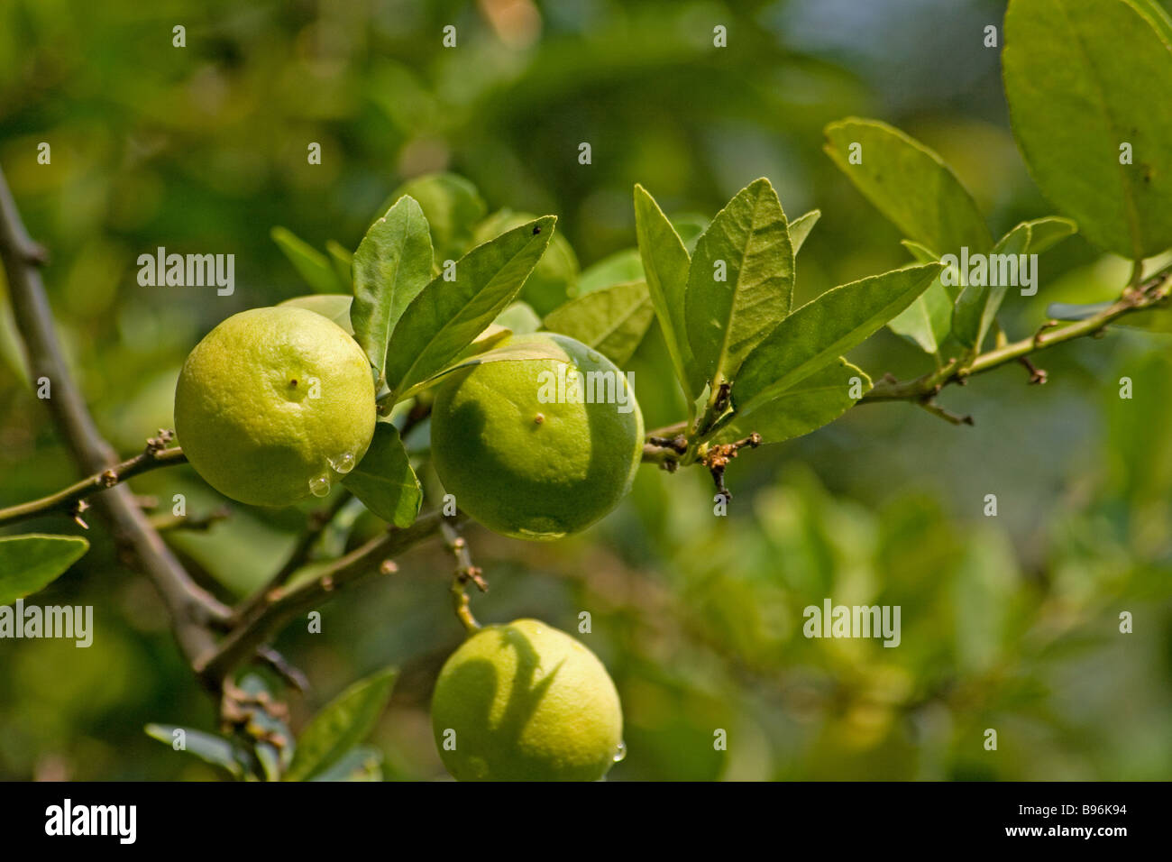 Lime scented foliage hi-res stock photography and images - Alamy