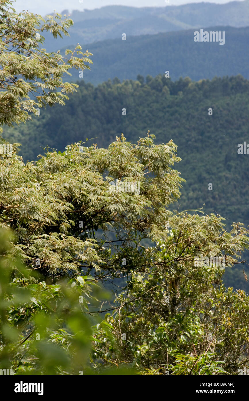 Atlantic forest landscape Stock Photo - Alamy