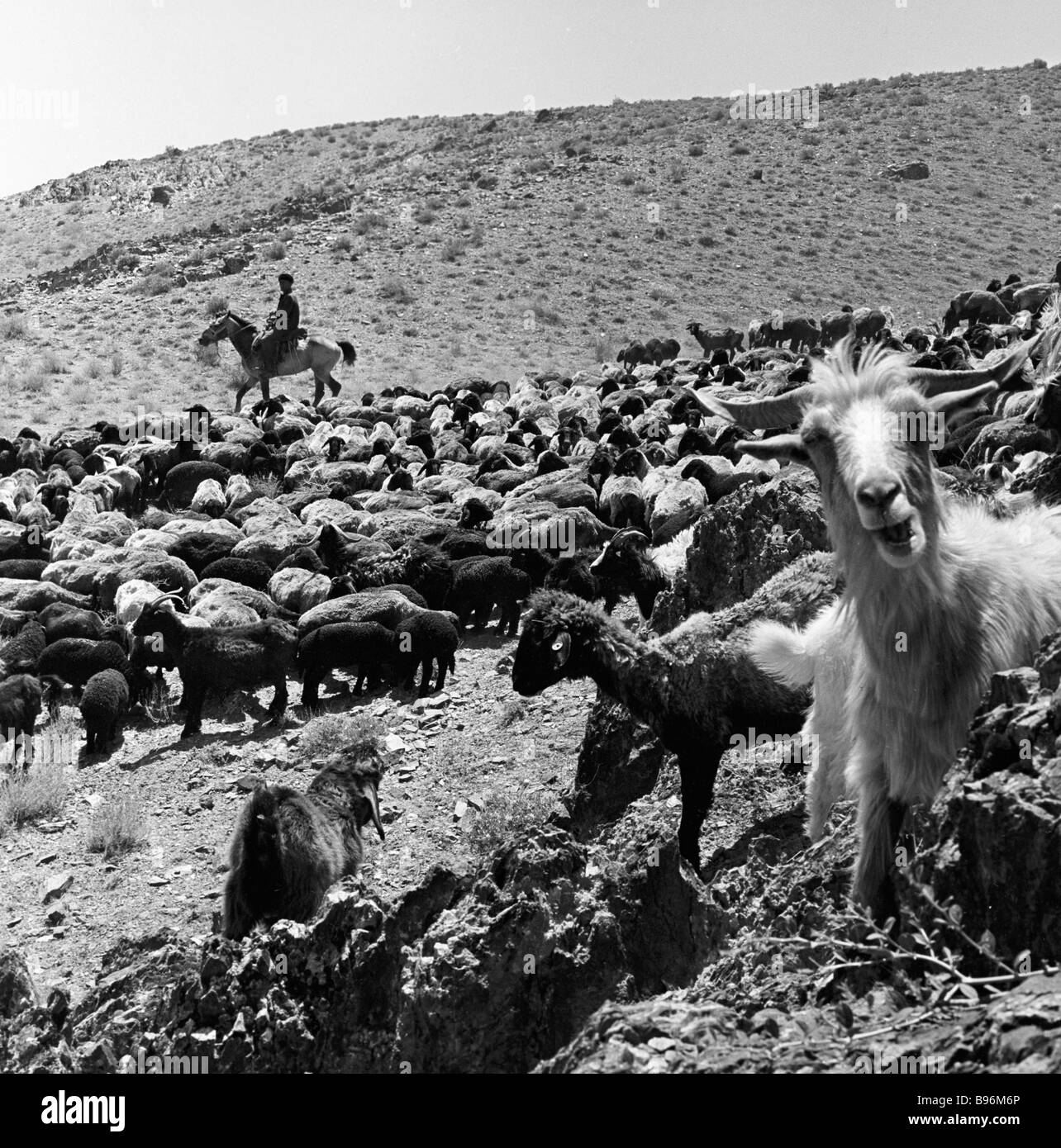 Karakul Sheep Stock Photos & Karakul Sheep Stock Images - Alamy