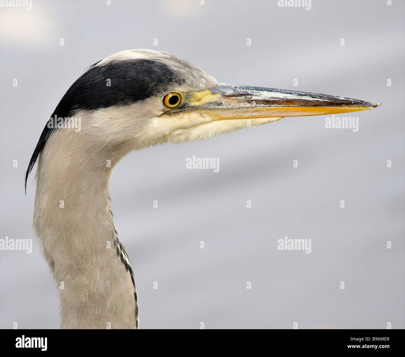 Heron head and neck view Stock Photo - Alamy