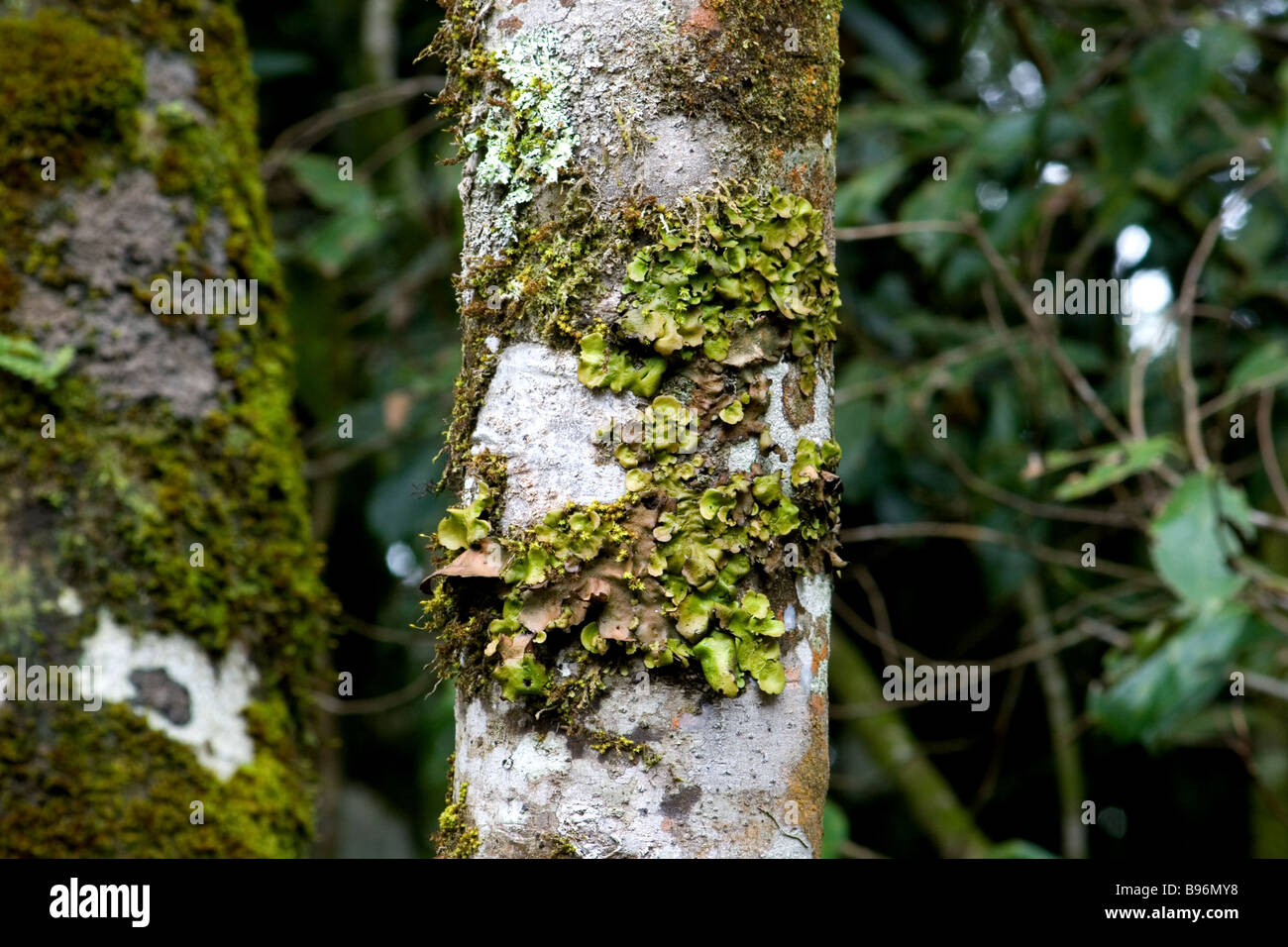 Field dog lichen,Tree lichen Stock Photo - Alamy