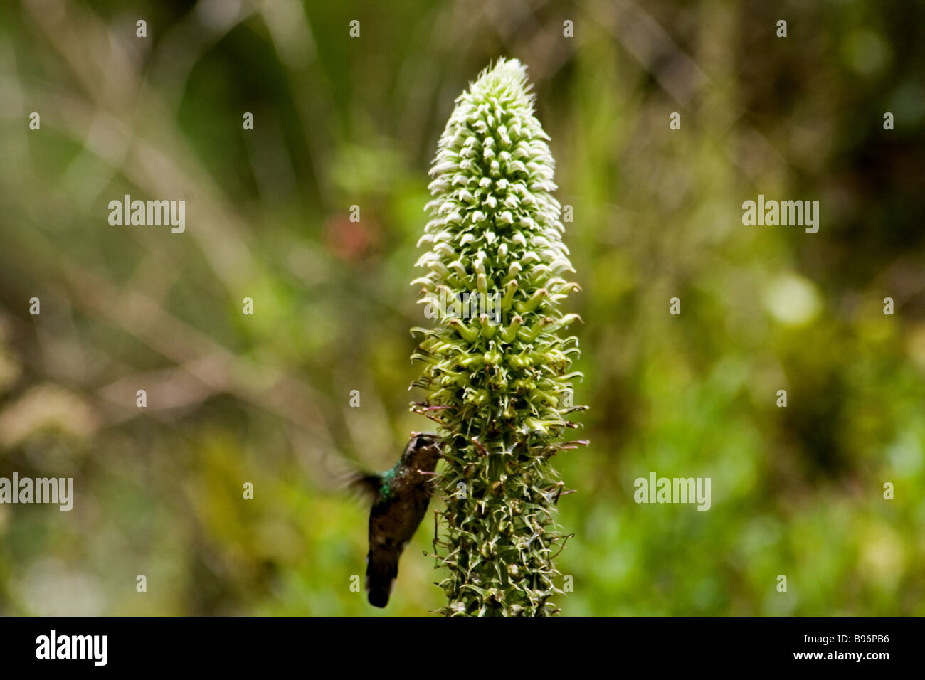 Hummingbird and wildflower Stock Photo - Alamy