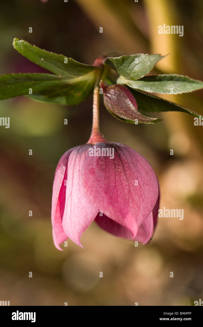 Frost leaf buds uk hi-res stock photography and images - Alamy