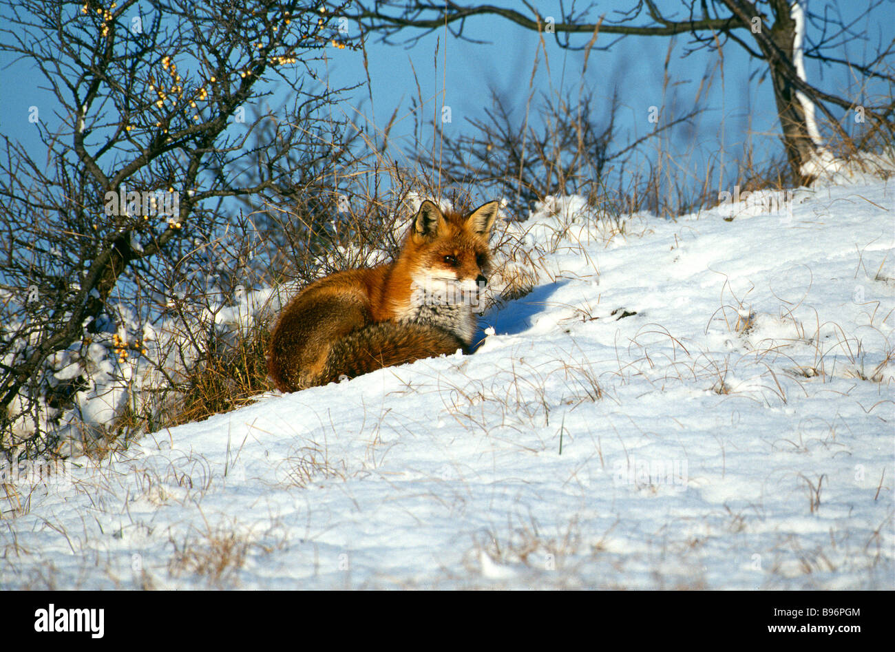 Amsterdamse waterleiding duinen hi-res stock photography and images - Alamy