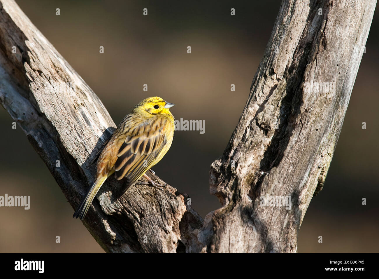 Goldammer Yellowhammer Emberiza citrinella sunbathing sitting on old ...