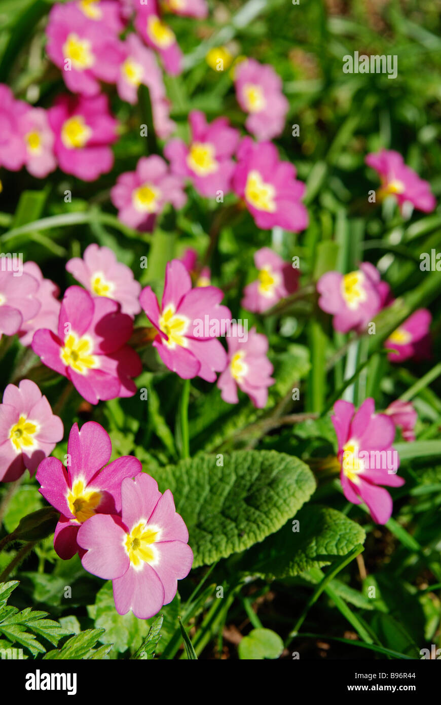 Primroses hi-res stock photography and images - Alamy