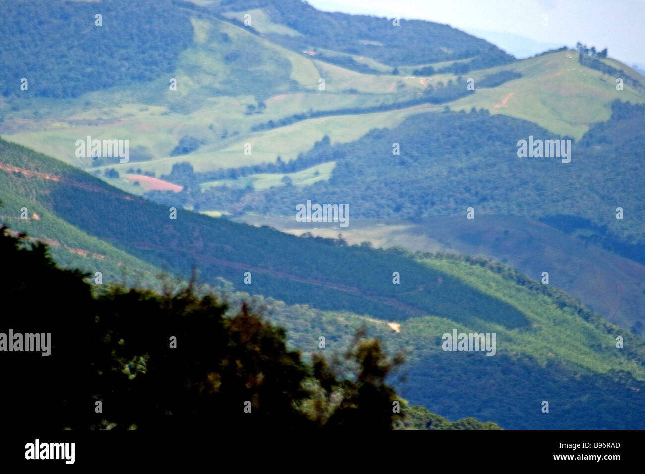 Atlantic forest landscape Stock Photo - Alamy