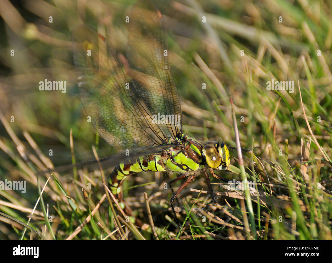 Moorland hawker dragonfly female hi-res stock photography and images ...