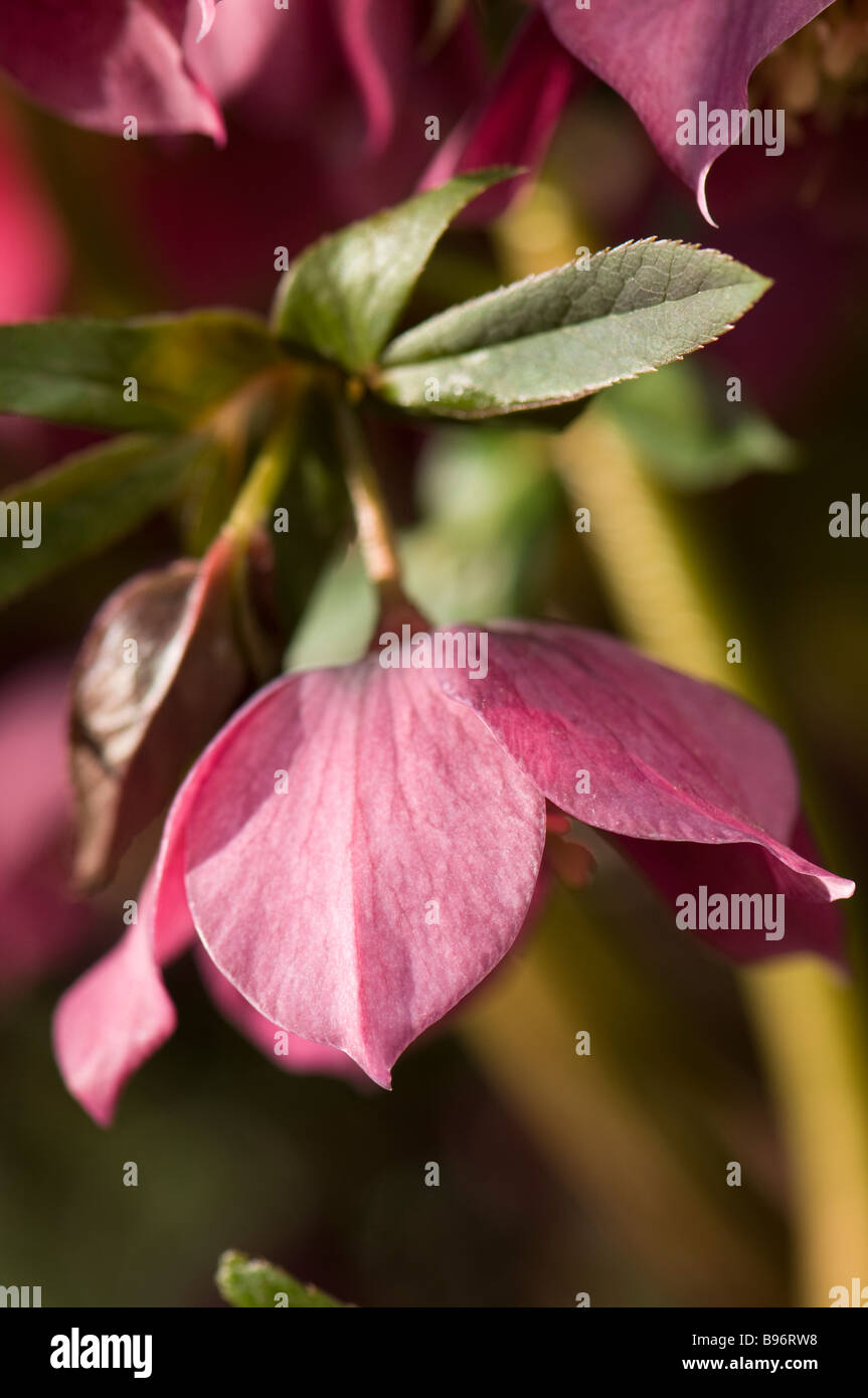 Deep pink helleborus flowers and buds hi-res stock photography and ...