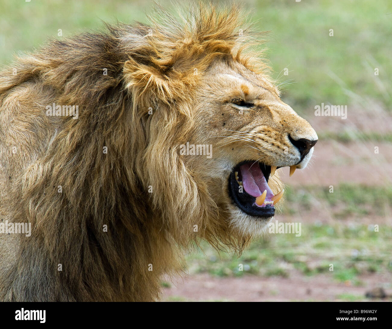 Snarling Male Lion High Resolution Stock Photography and Images - Alamy