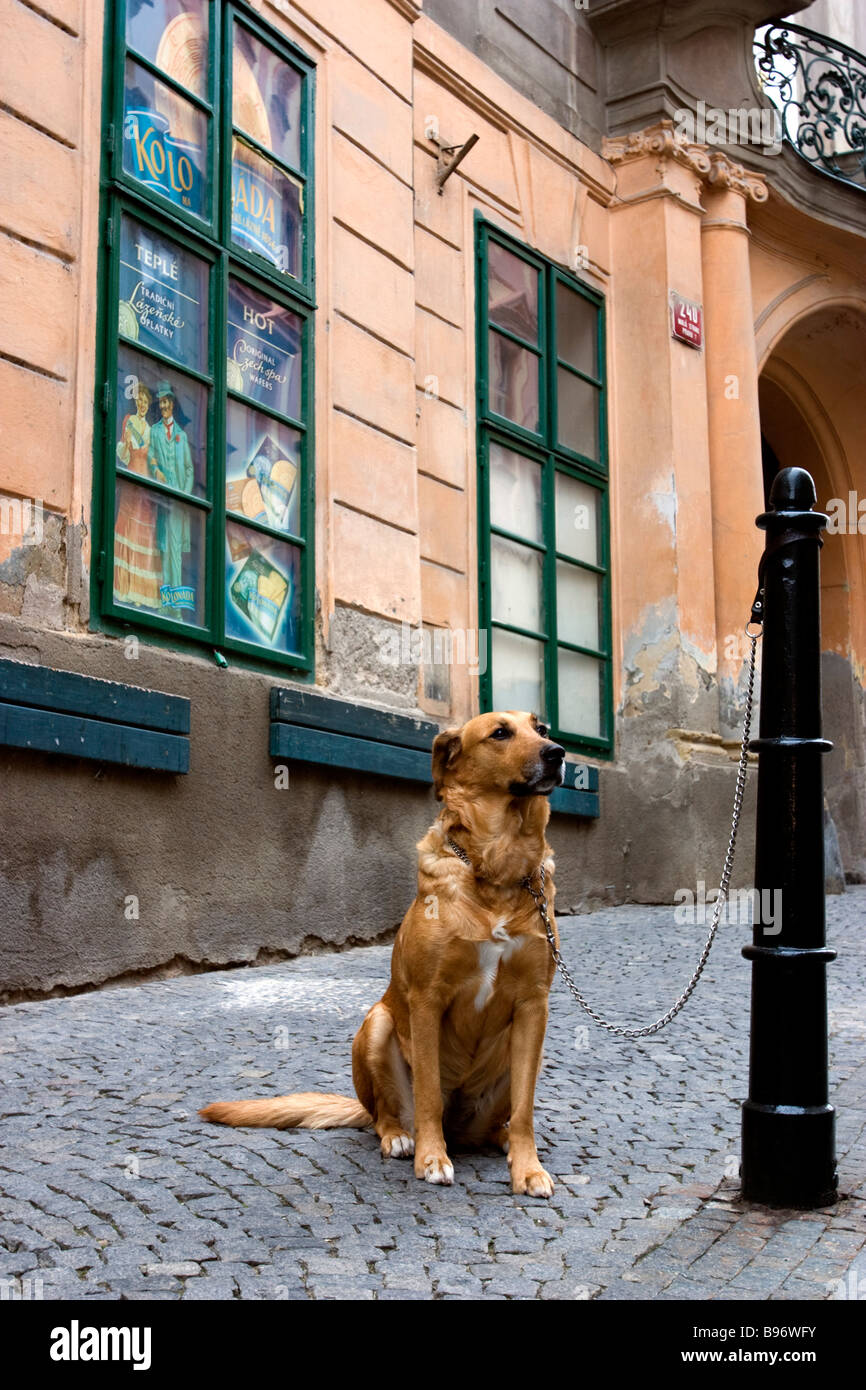 Dog on a leash waiting for master Stock Photo - Alamy