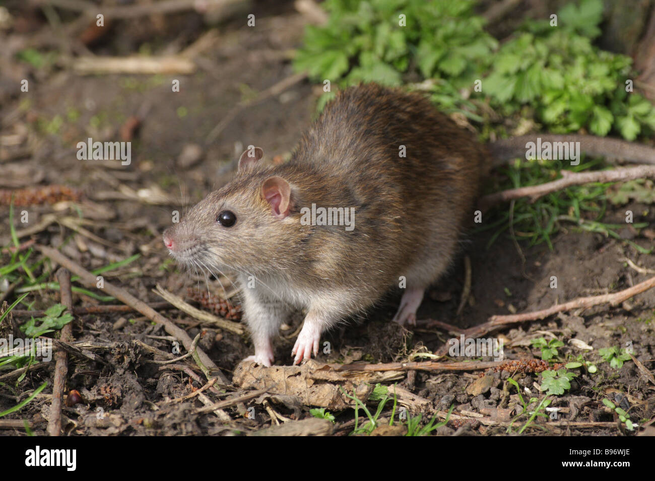 Brown Rat High Resolution Stock Photography and Images - Alamy