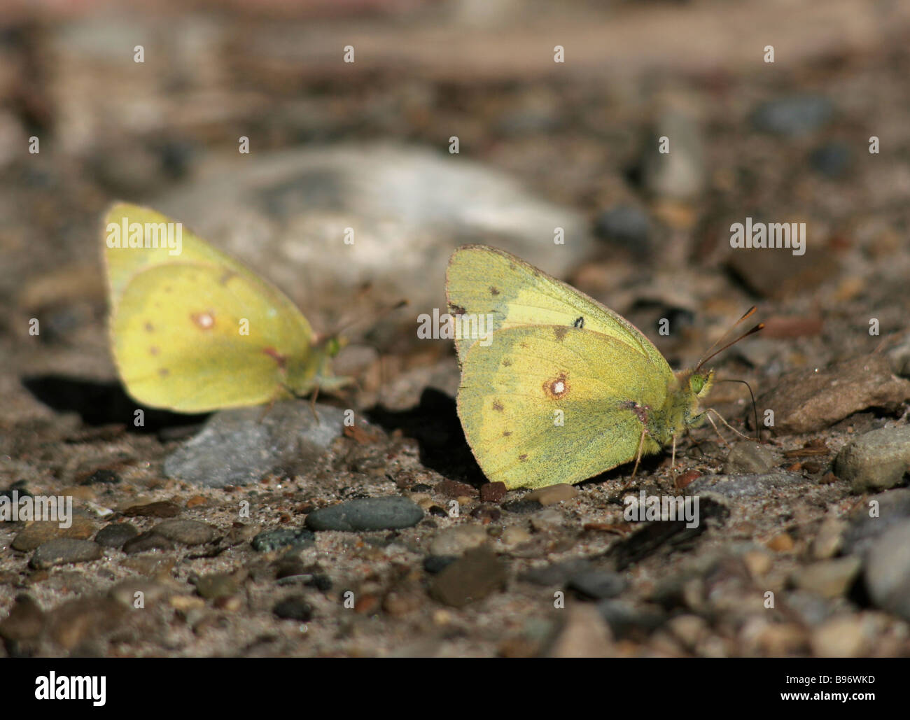 Clouded sulphur butterfly hi-res stock photography and images - Alamy