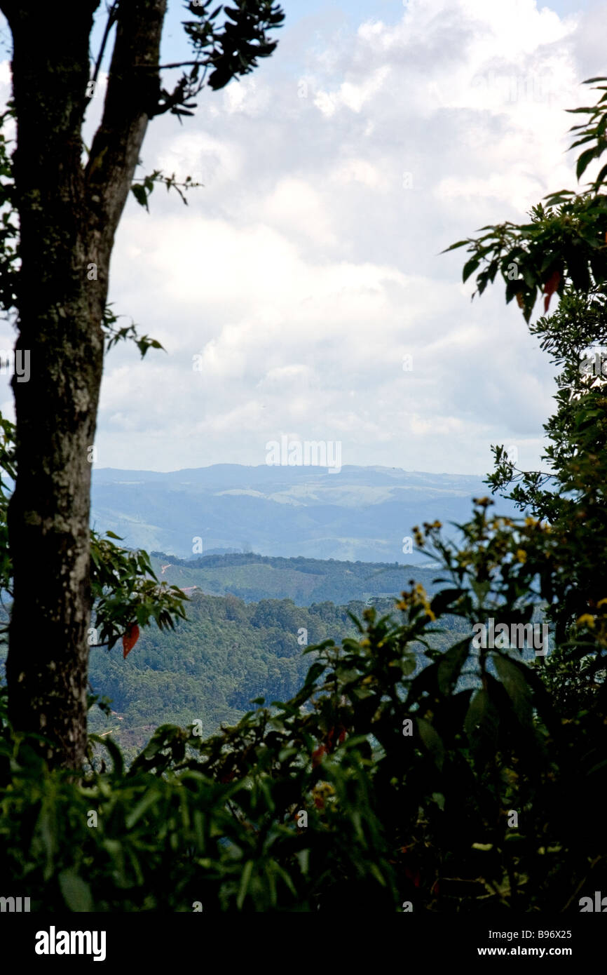 Atlantic forest landscape Stock Photo - Alamy