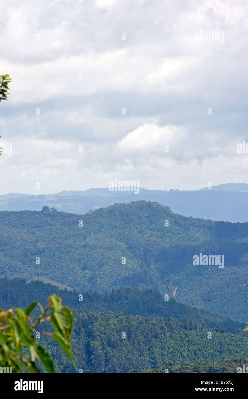 Brazilian atlantic forest hi-res stock photography and images - Alamy