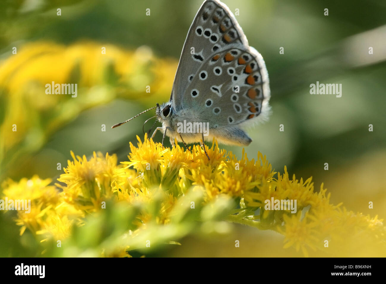 Blue underwing moth hi-res stock photography and images - Alamy