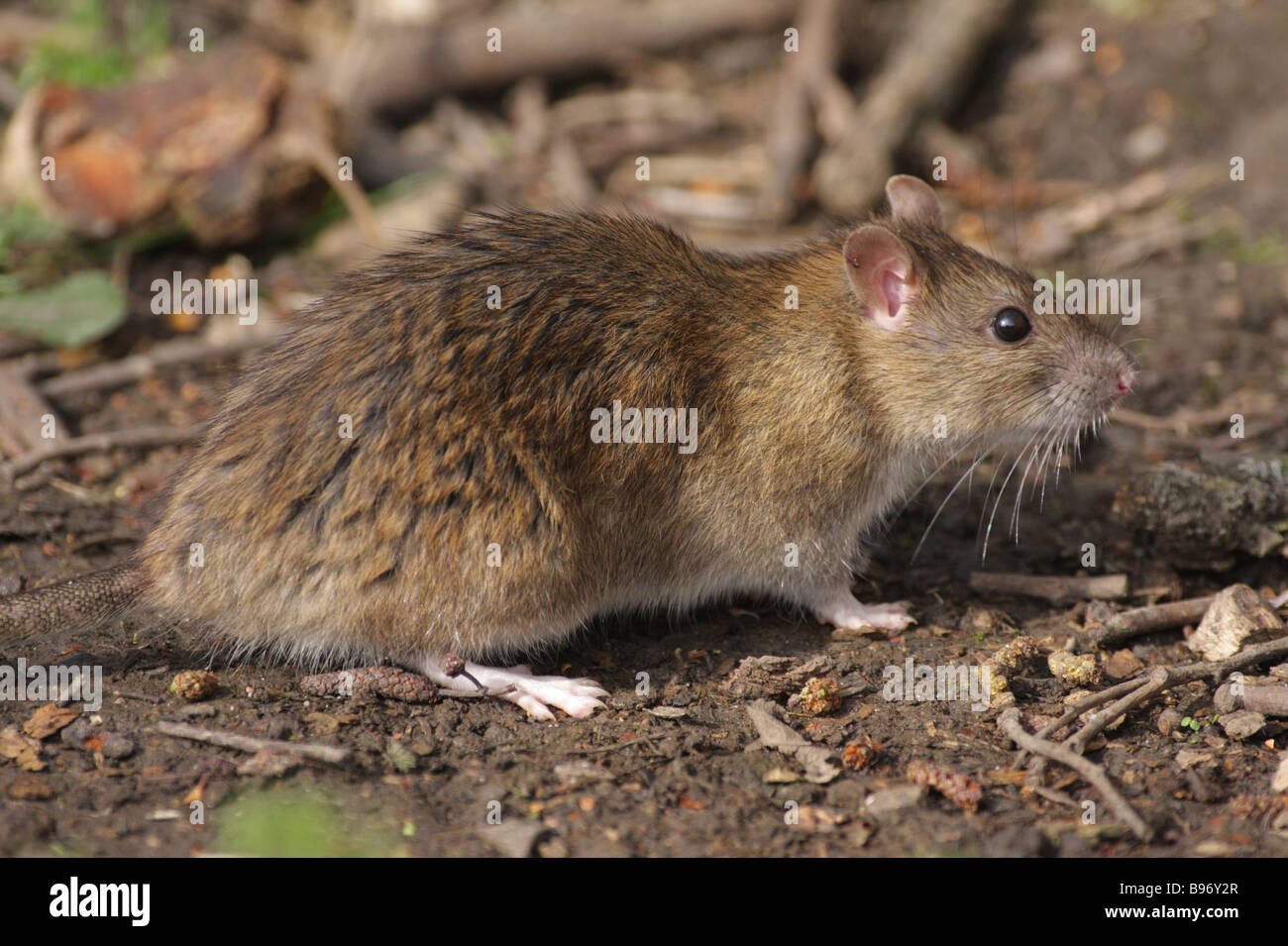 Brown rat hi-res stock photography and images - Alamy