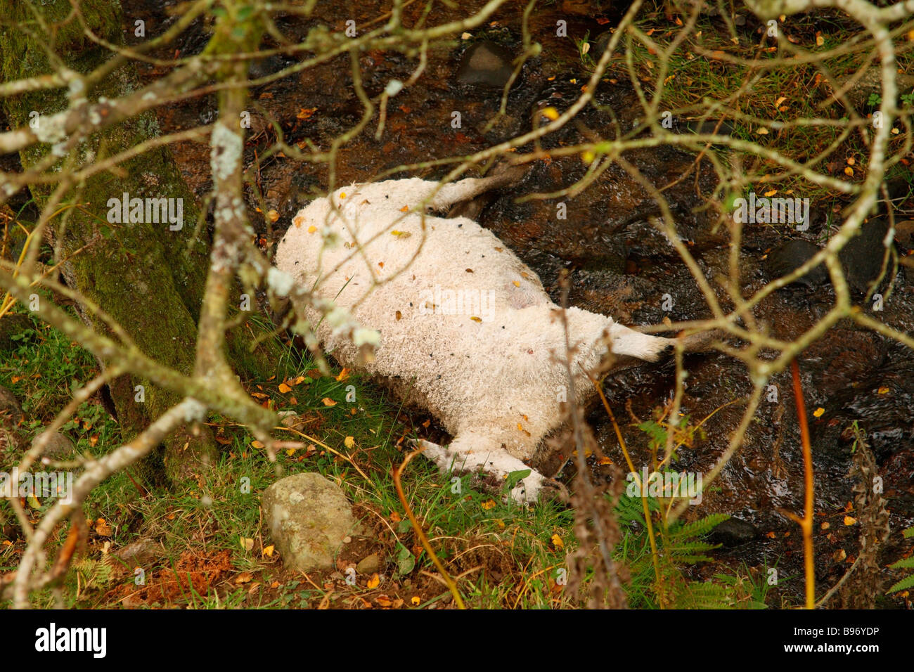 Animal disease dead sheep hi-res stock photography and images - Alamy