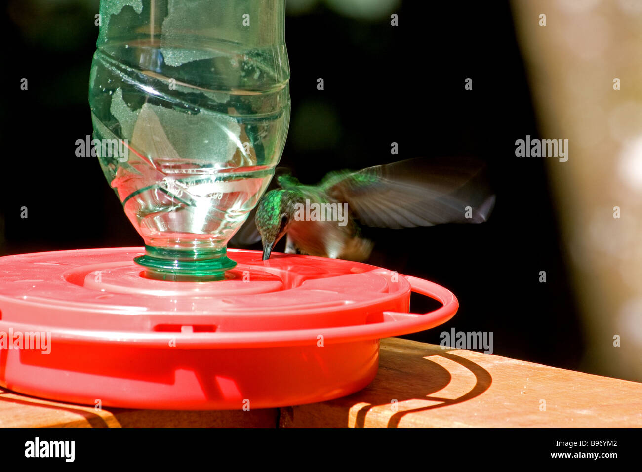 Brazilian ruby hummingbird hi-res stock photography and images - Alamy