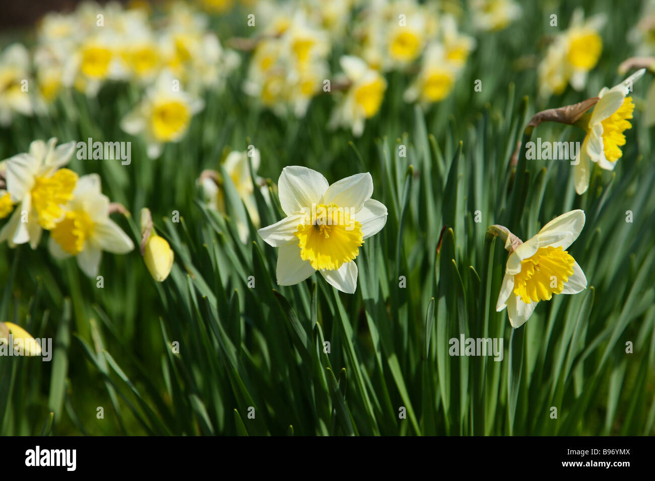 Daffodils in a field hi-res stock photography and images - Alamy