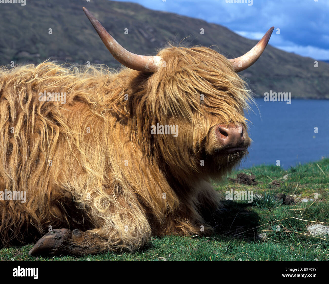Highland cow resting, Isle of Skye, Scotland Stock Photo - Alamy