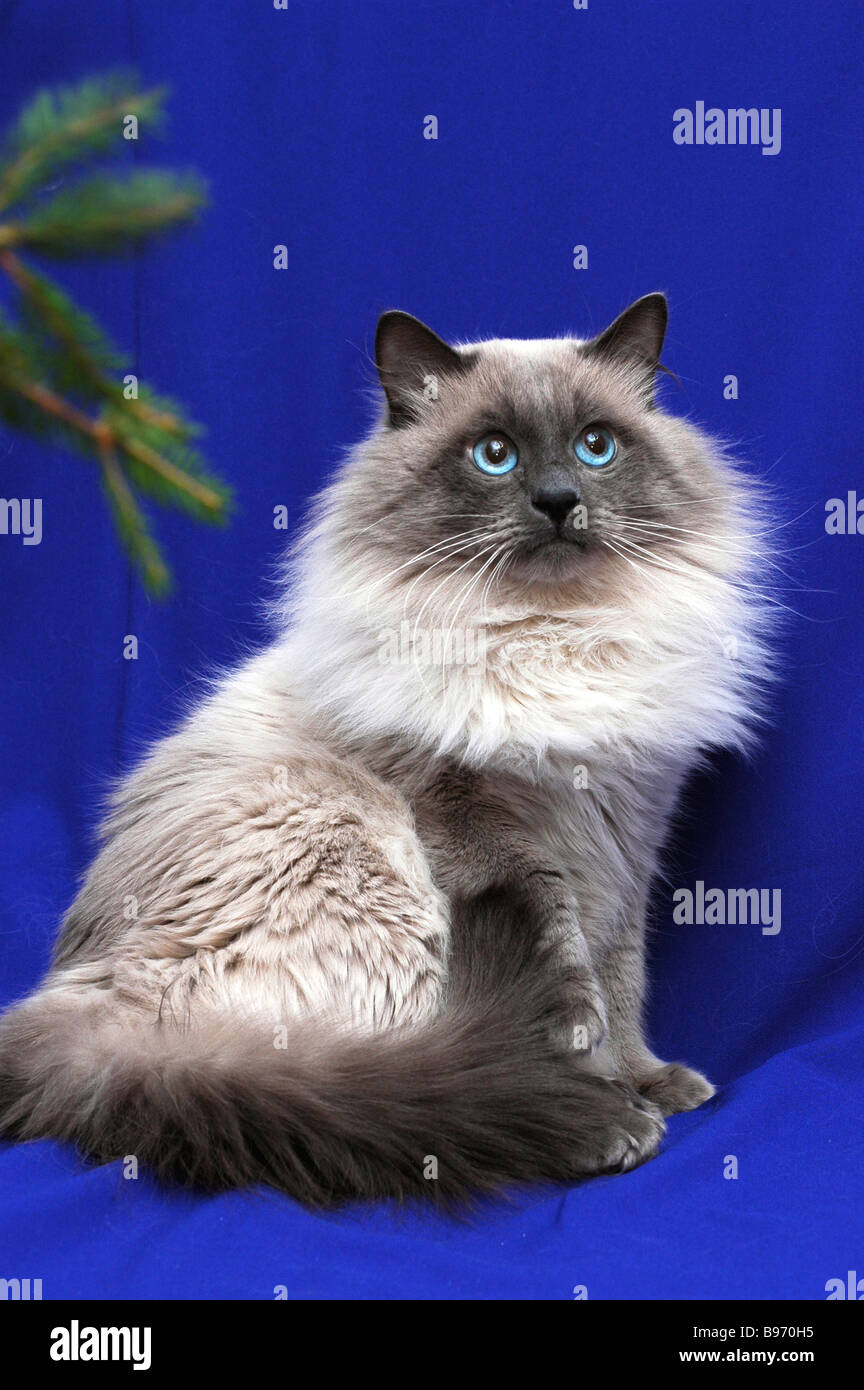 Neva Masquerade Cat (AKA Colorpoint Siberian Forest Cat Stock Photo - Alamy