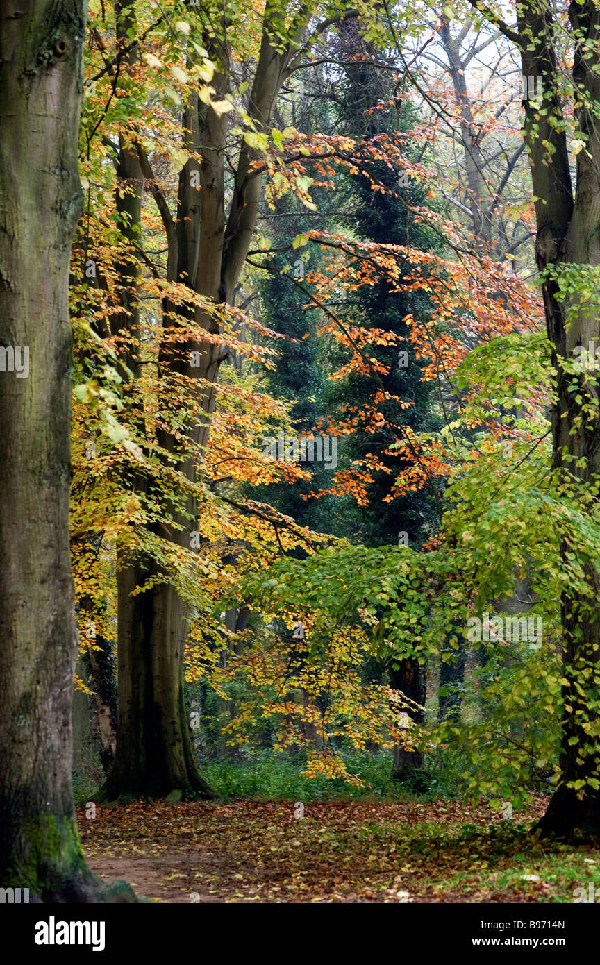 Colour in forest hi-res stock photography and images - Alamy