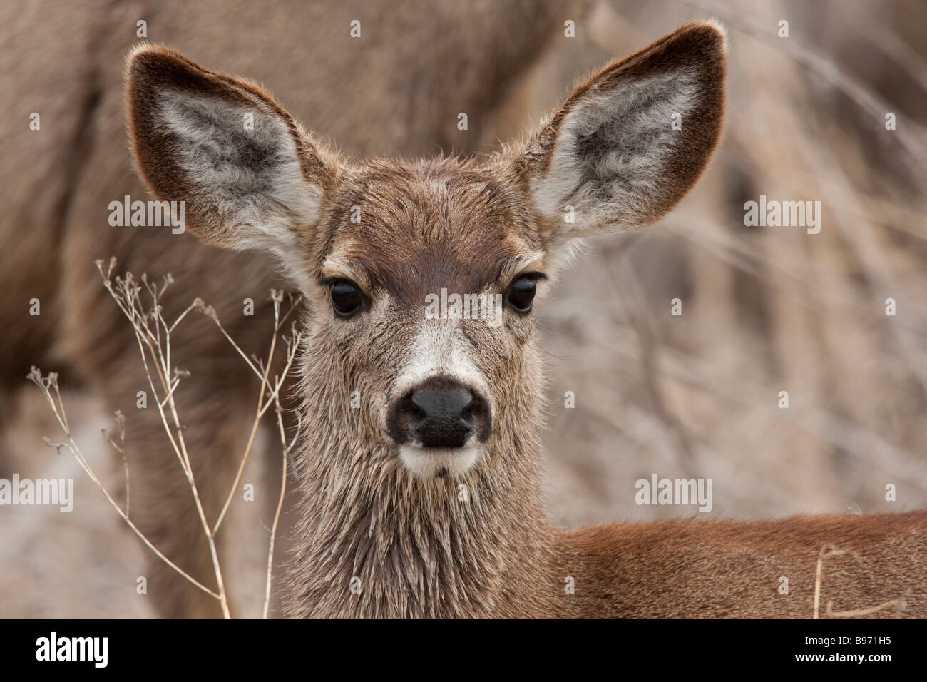 Tule Reeds High Resolution Stock Photography and Images - Alamy