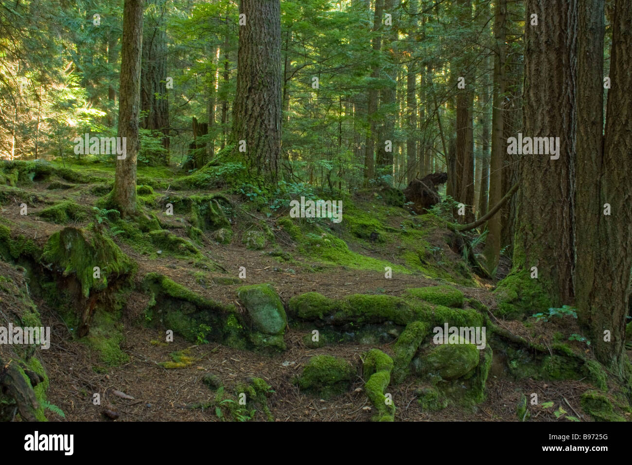Moss at trees hi-res stock photography and images - Alamy