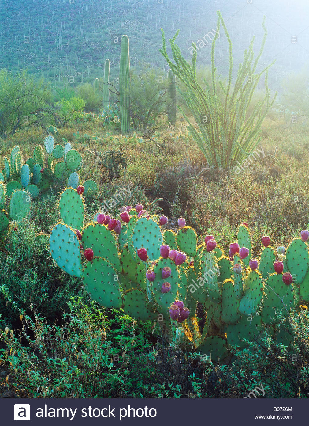 Ocotillo Saguaro High Resolution Stock Photography and Images - Alamy