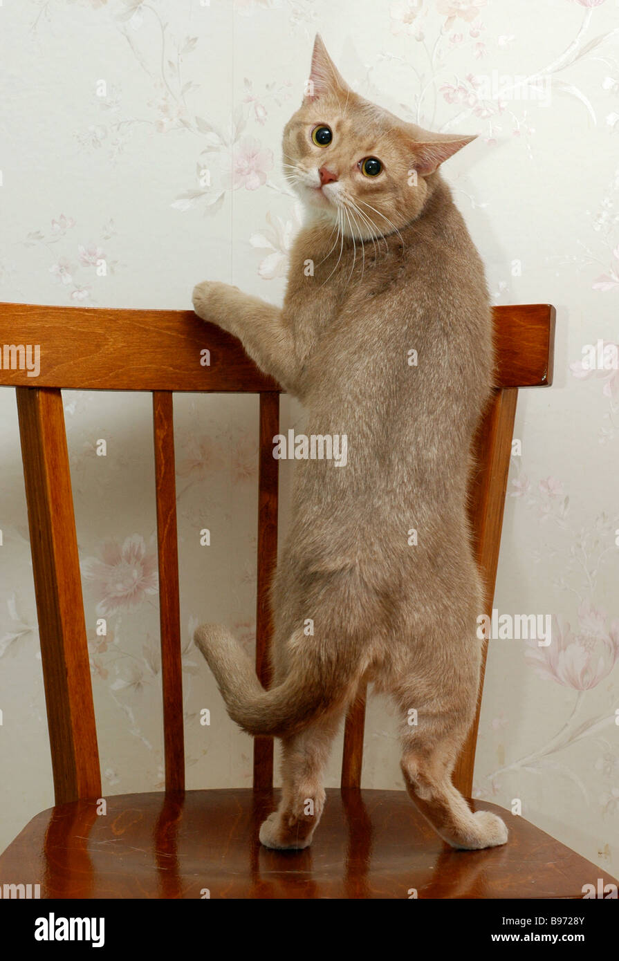 Abyssinian cat standing hi-res stock photography and images - Alamy