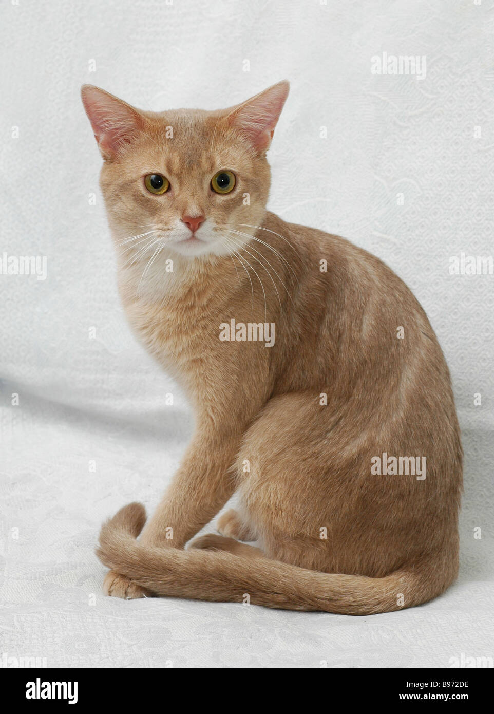 Cats abyssinian animals hi-res stock photography and images - Alamy