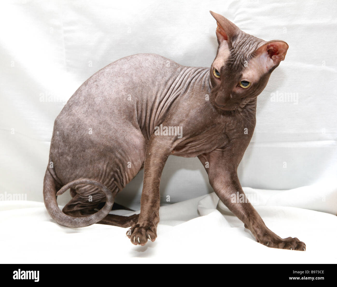 Peterbald cat hi-res stock photography and images - Alamy